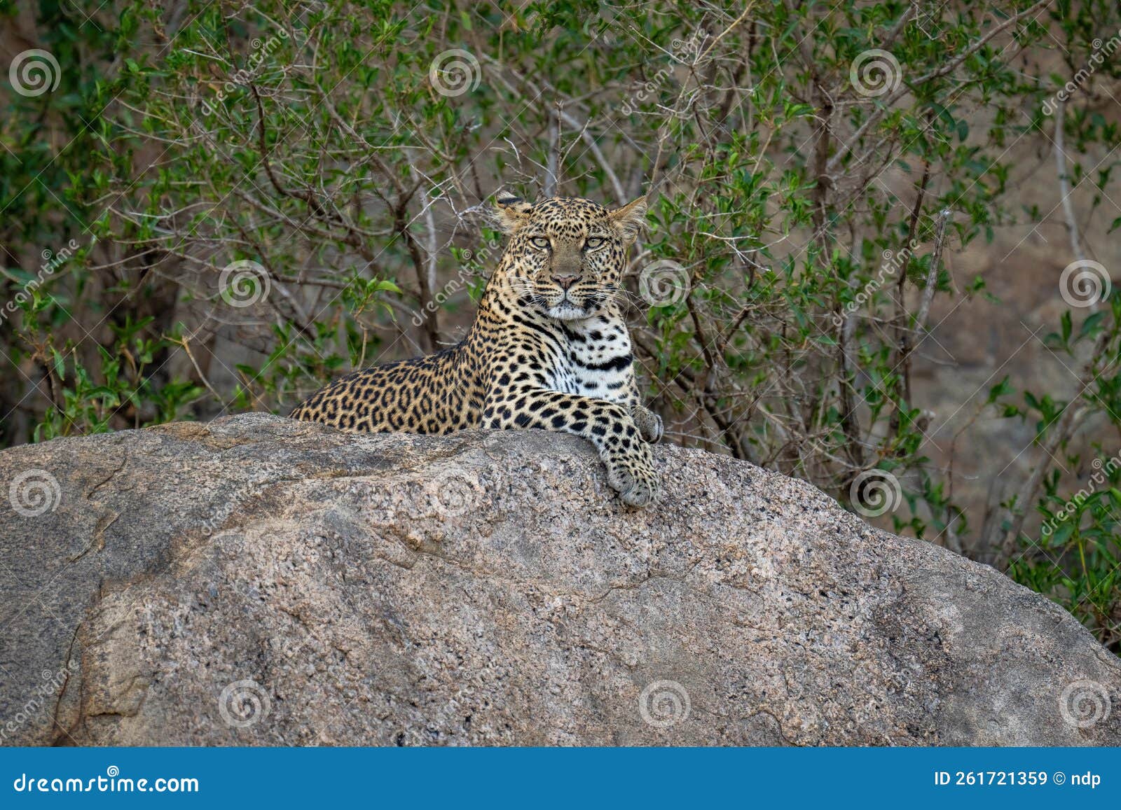 Leopard Lies on Shady Rock Facing Camera Stock Image - Image of kenya ...