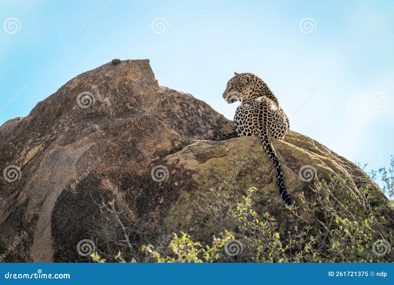 Leopard Lies on Sunlit Boulder Turning Head Stock Image - Image of ...