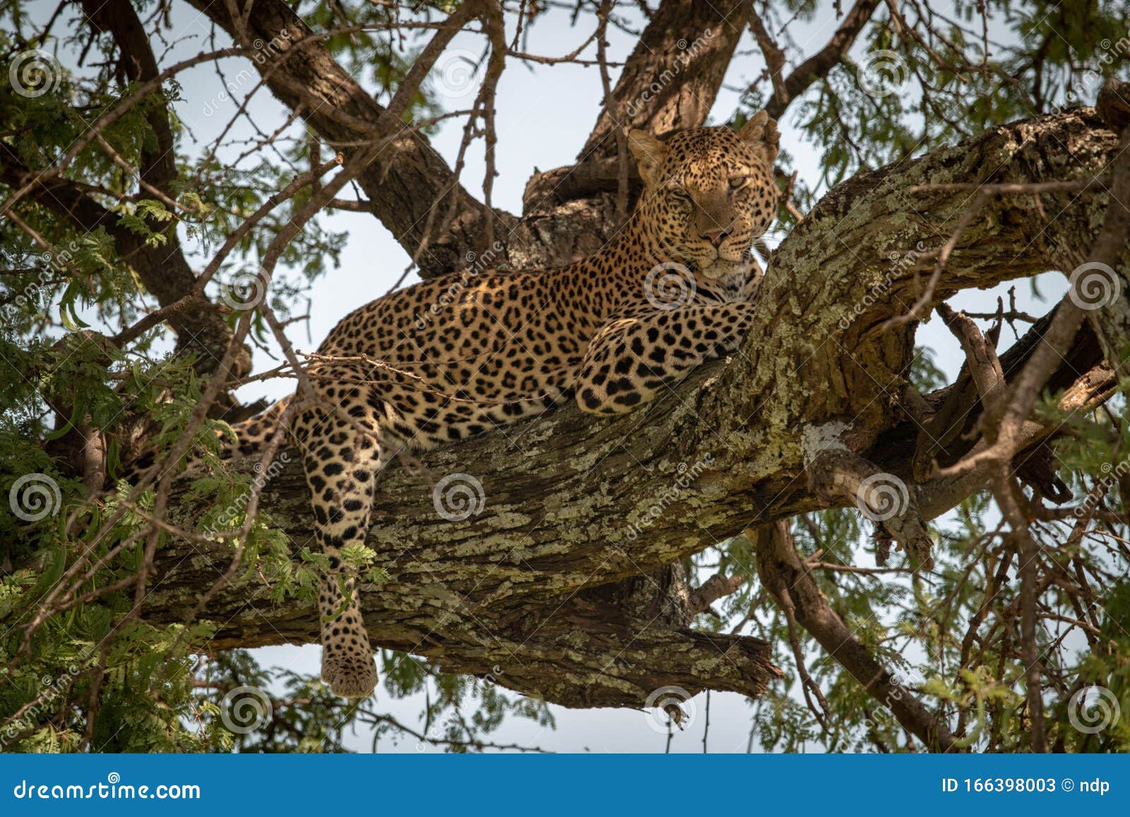 Leopard Lies on Tree Branch Looking Down Stock Image - Image of ...