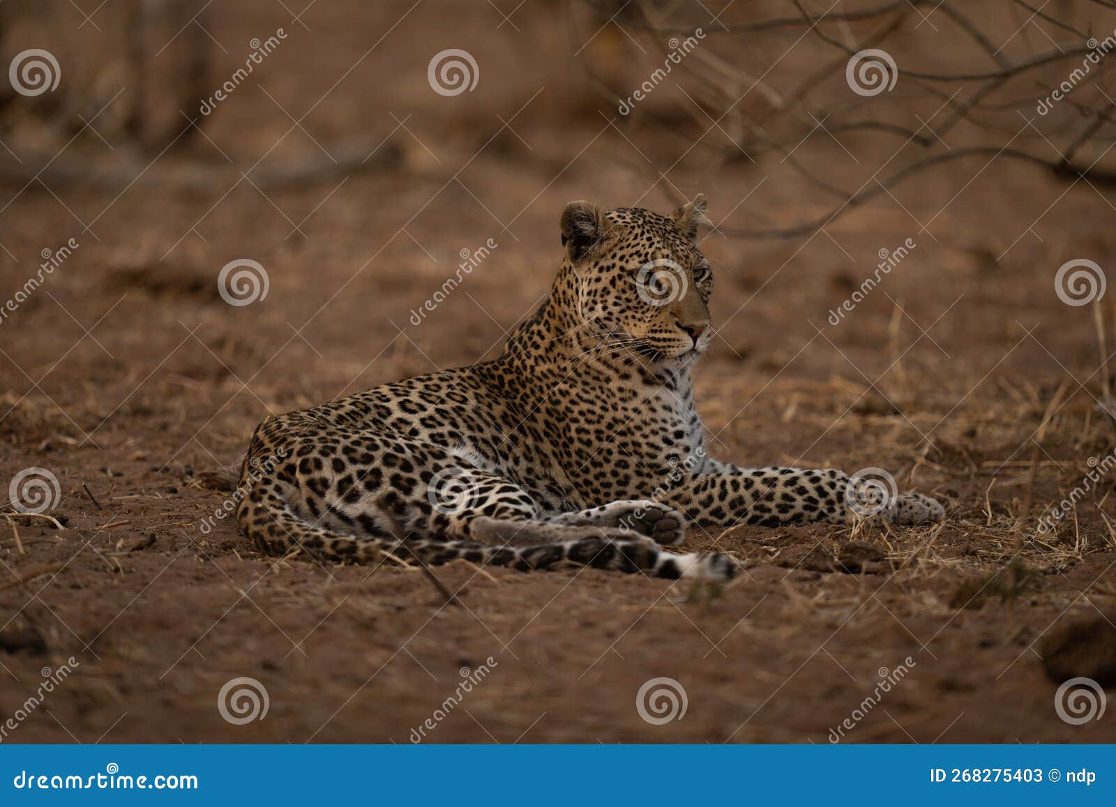 Leopard Lies Turning Head beside Branches Stock Image - Image of lodge ...