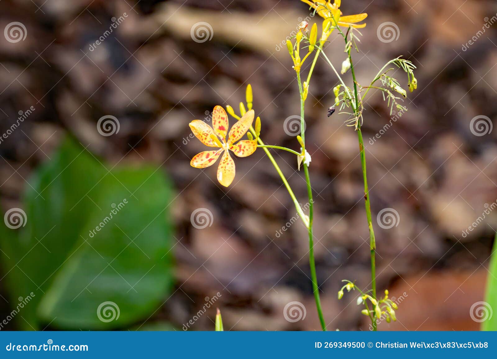 Leopard Lily, Iris Domestica Stock Photo - Image of blooming, leaf ...