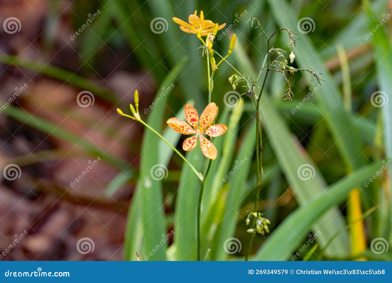 Leopard Lily, Iris Domestica Stock Image - Image of bloom, stem: 269349579