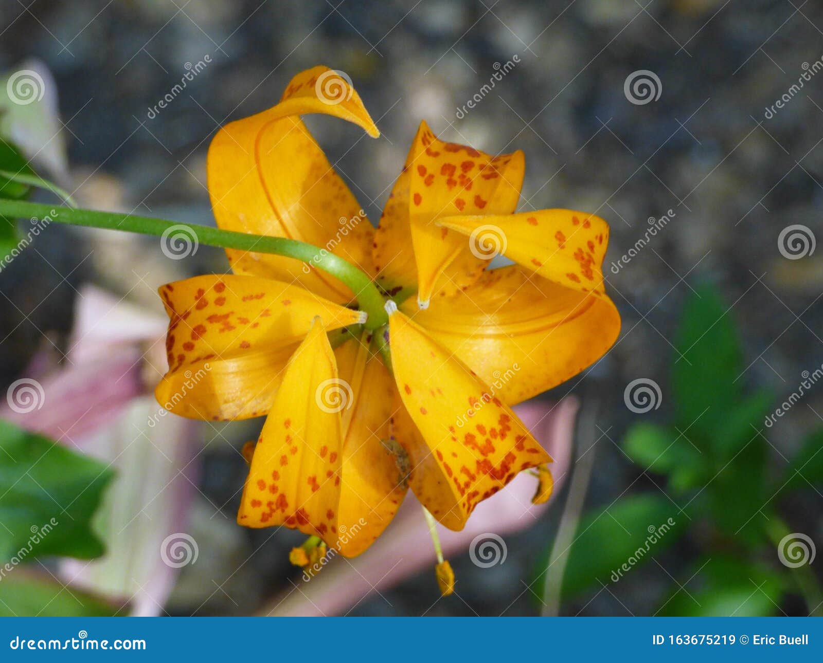 Leopard Lily Lilium Pardalinum Wildflower Top View Stock Image - Image ...