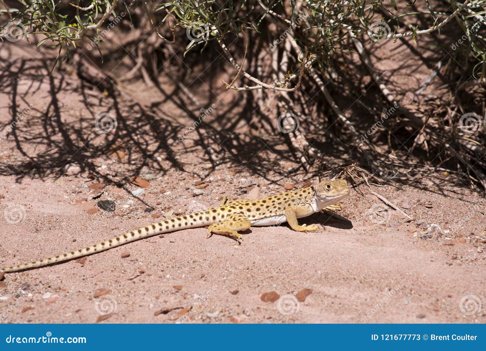 Leopard Lizard Stock Image | CartoonDealer.com #19547467