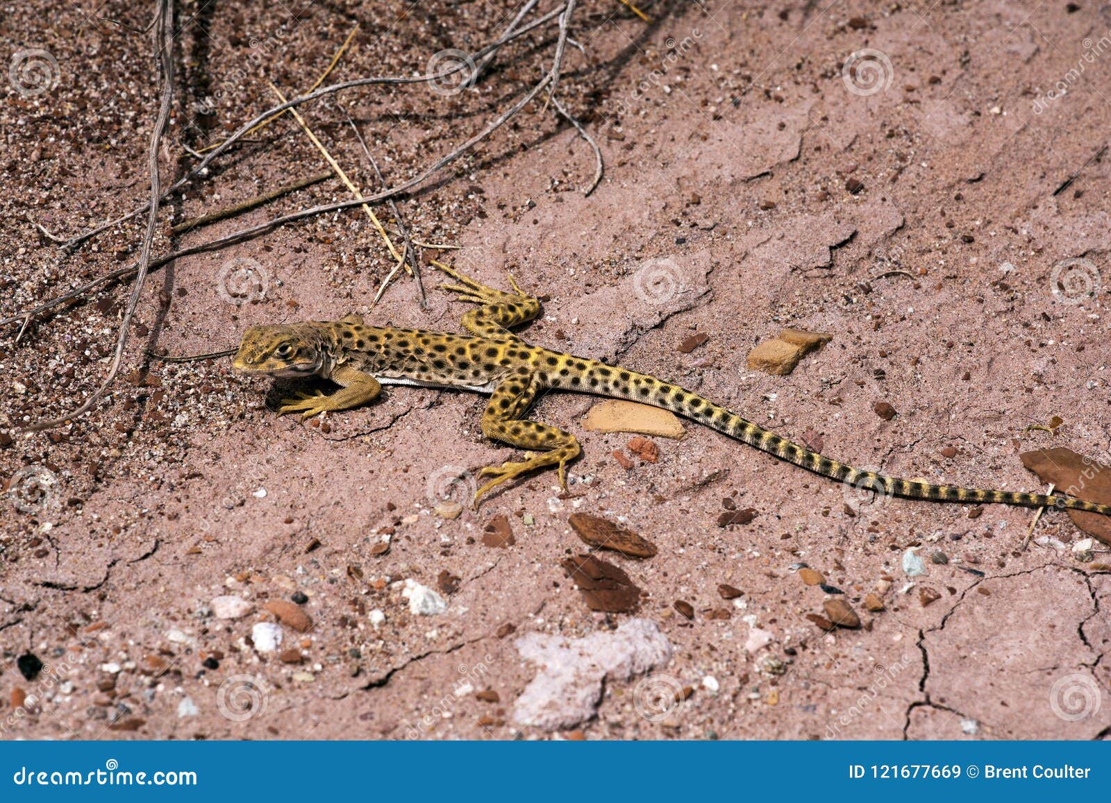 Leopard Lizard stock image. Image of desert, leopard - 121677669
