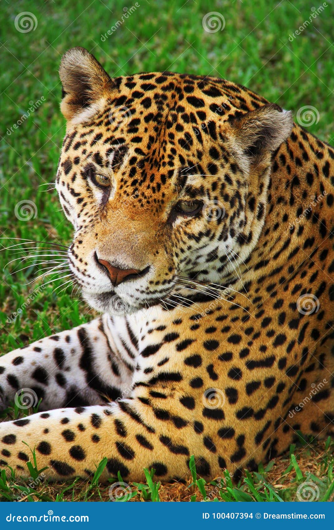 Leopard, Mexcio stock photo. Image of locked, wildlife - 100407394