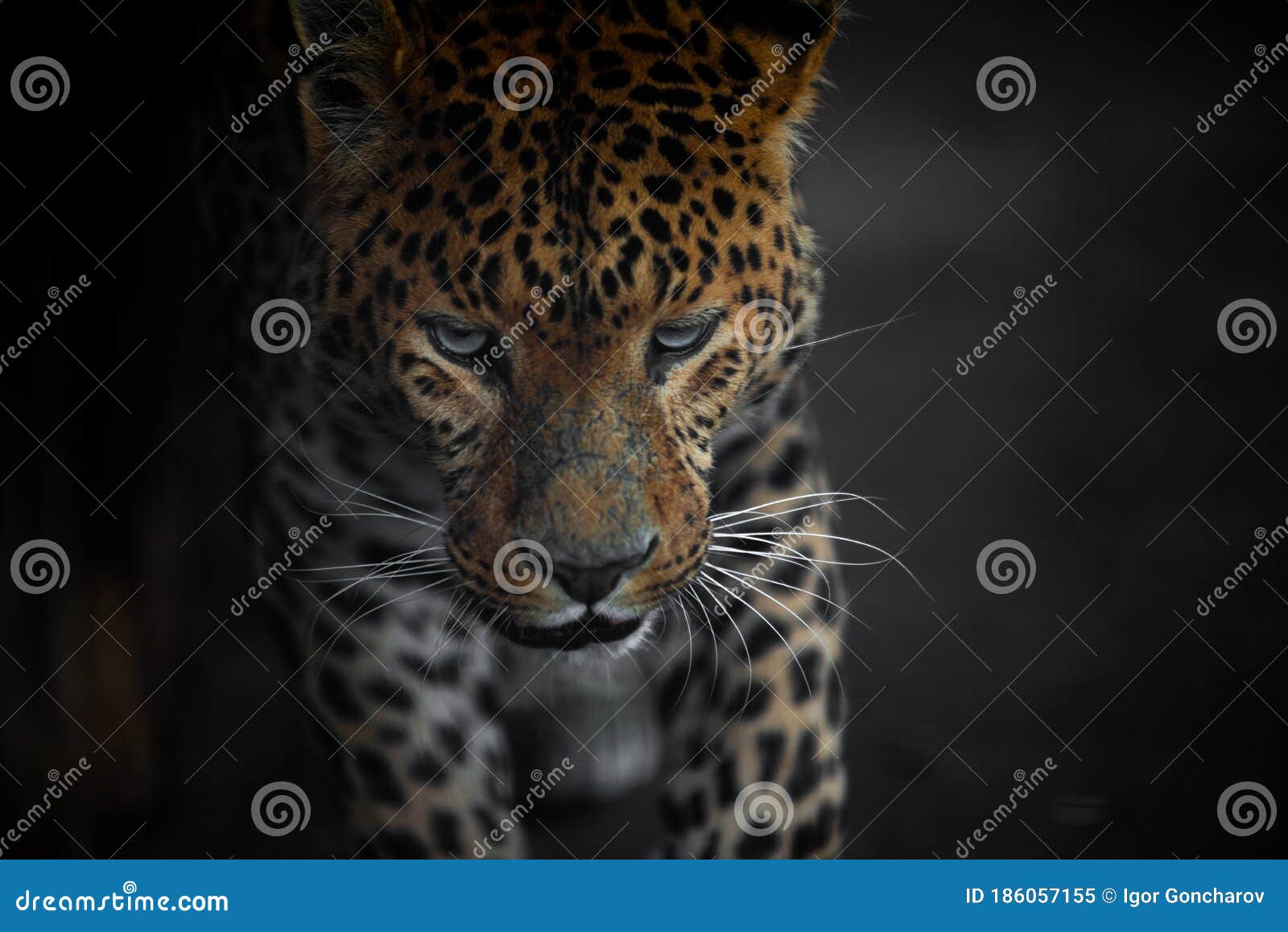 Leopard predatory look stock image. Image of look, carnivore - 186057155