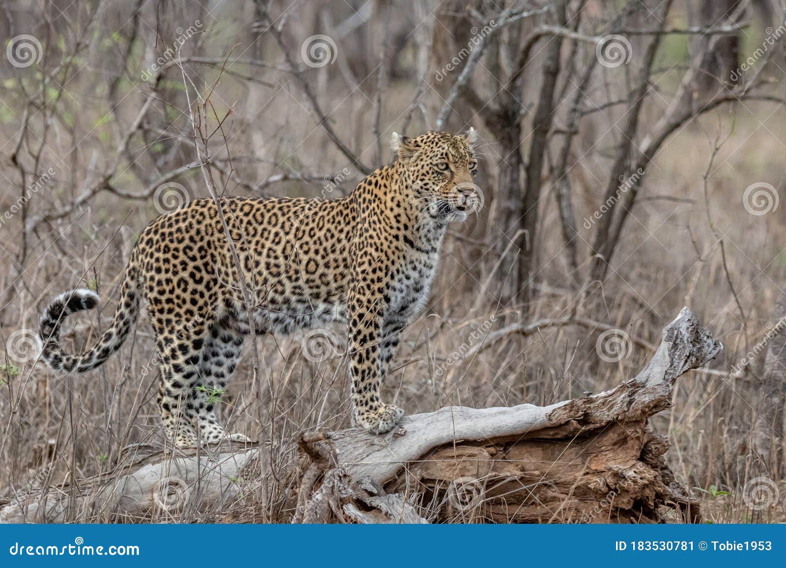 Leopard Look Out on Dead Tree Stock Image - Image of eater, animal ...