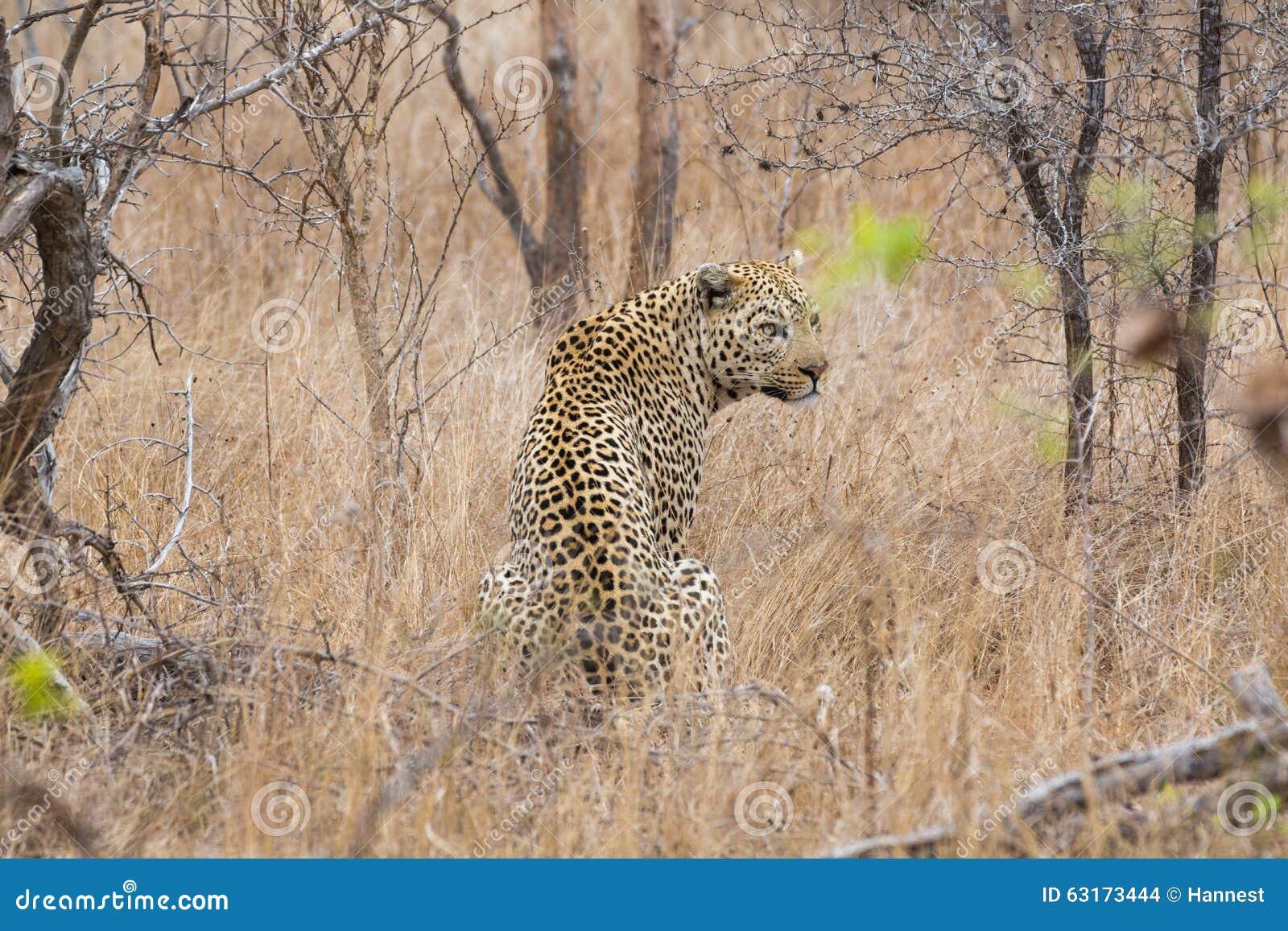 Leopard looking around stock photo. Image of nature, africa - 63173444