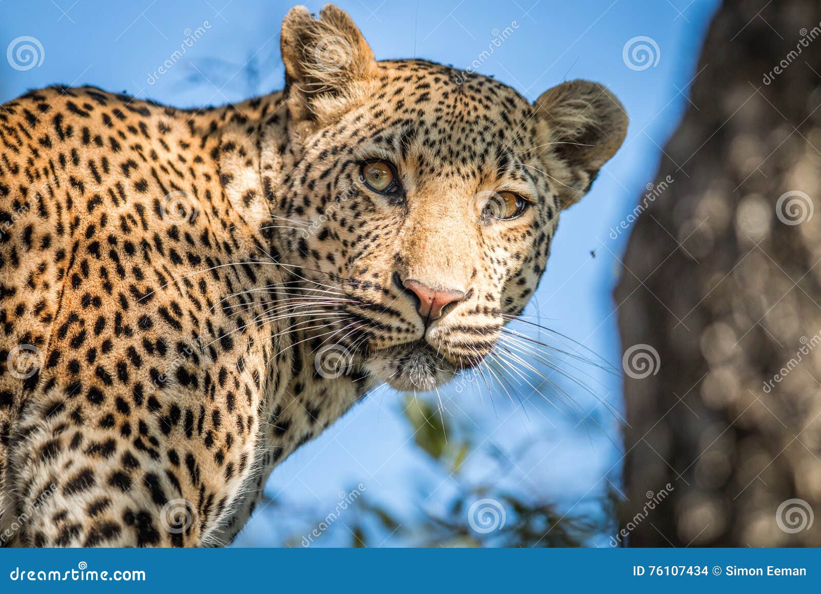 A Leopard Looking Back in the Kruger. Stock Photo - Image of south ...