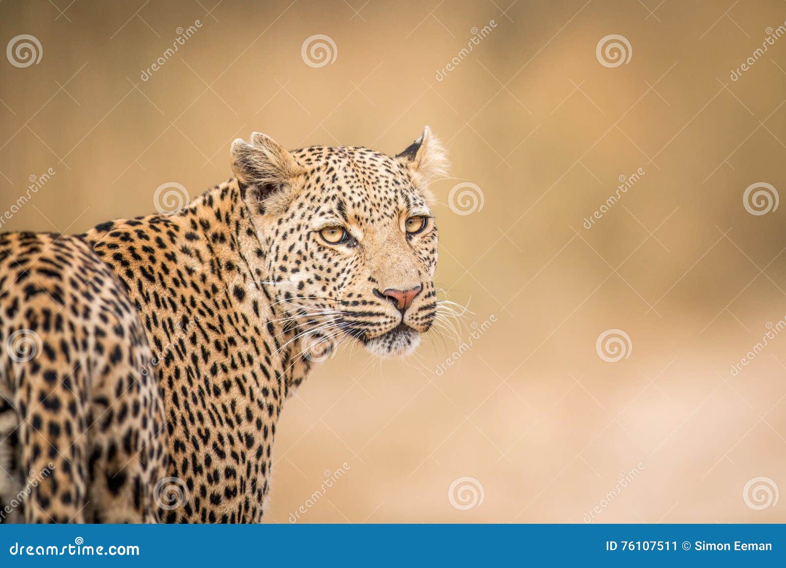 A Leopard Looking Back in the Kruger. Stock Image - Image of five ...
