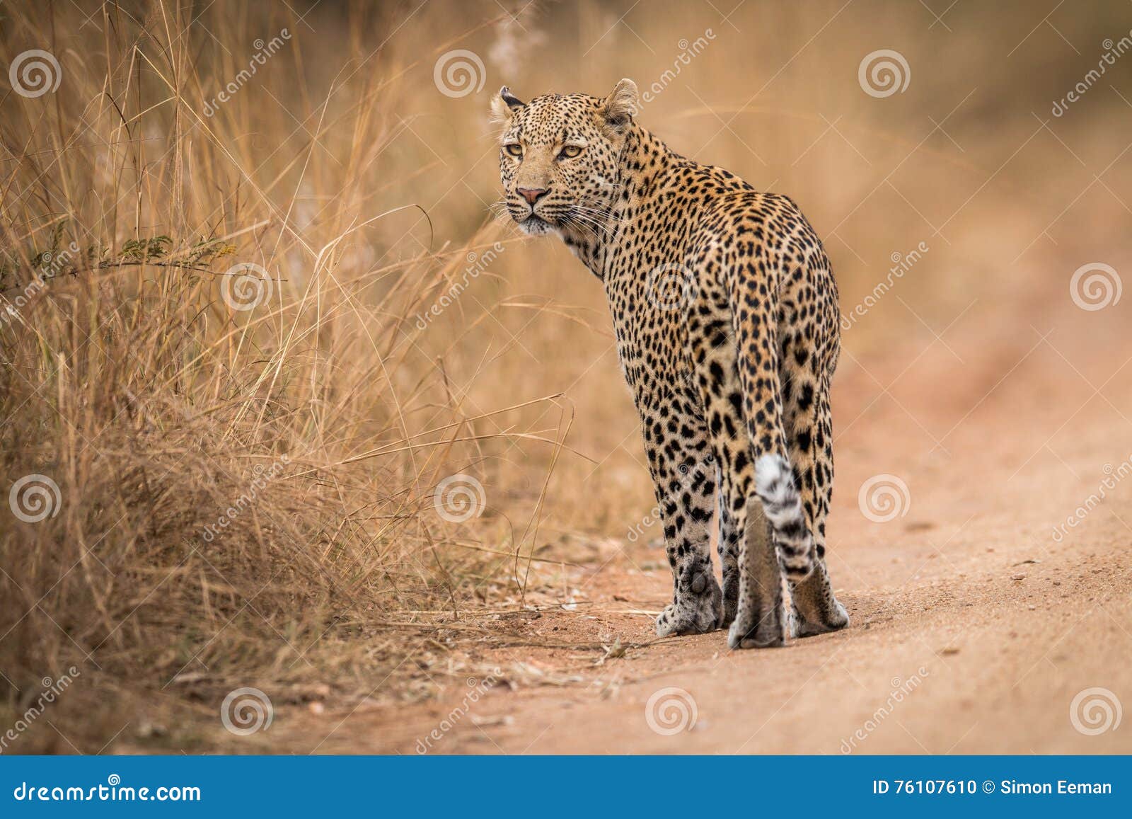 A Leopard Looking Back in the Kruger. Stock Photo - Image of five ...