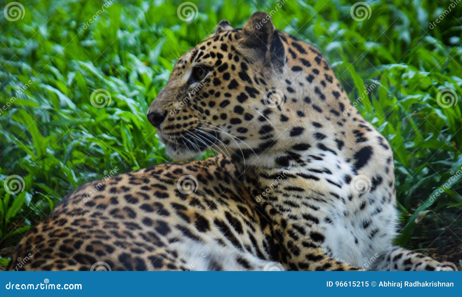 Leopard looking back stock image. Image of looking, leapord - 96615215