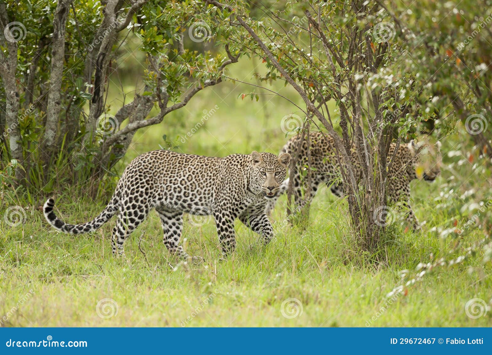 Leopard looking in camera stock image. Image of mammal - 29672467