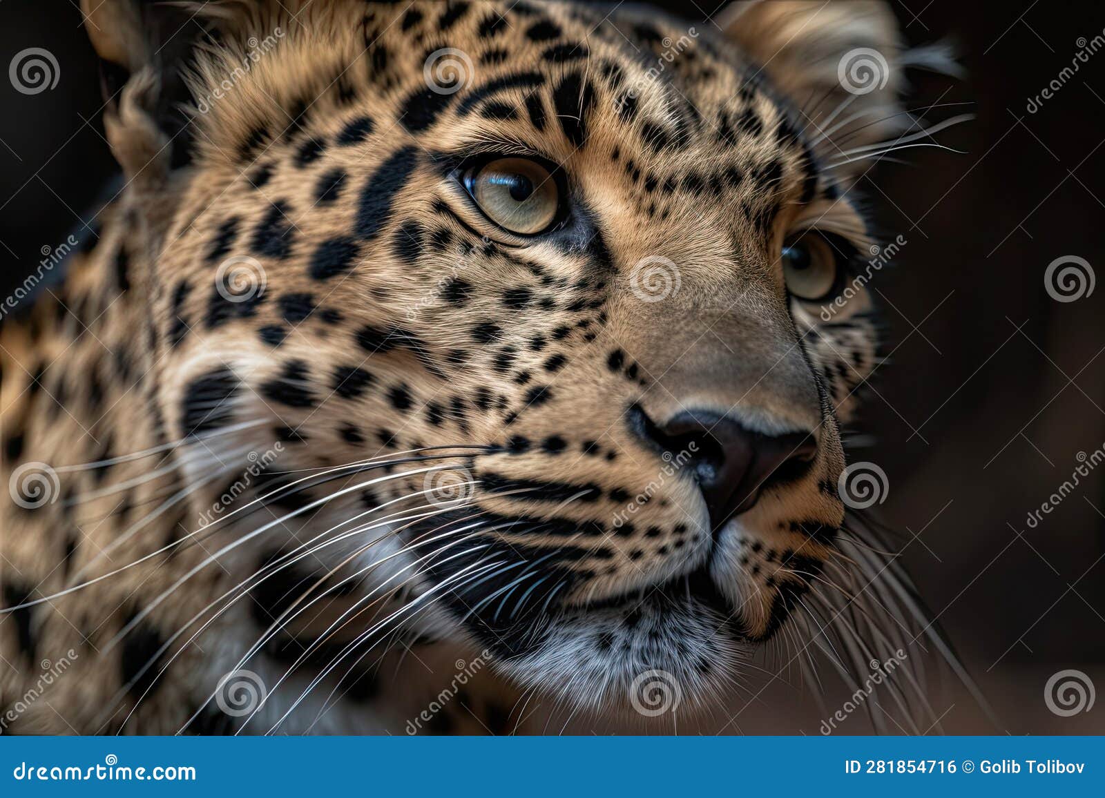 A Close Up of the Face of a Leopard Stock Photo - Image of hunter ...