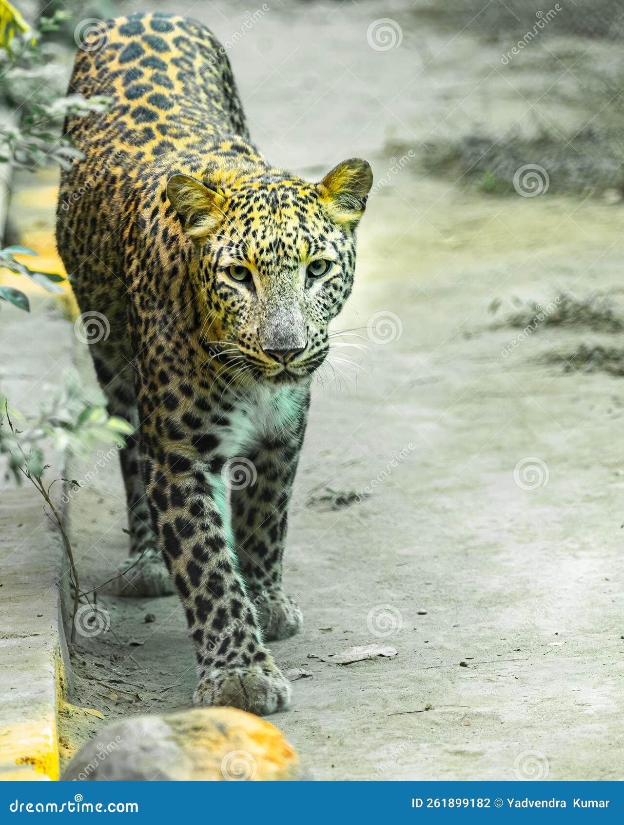 A Leopard Looking into the Camera Stock Photo - Image of wildlife ...