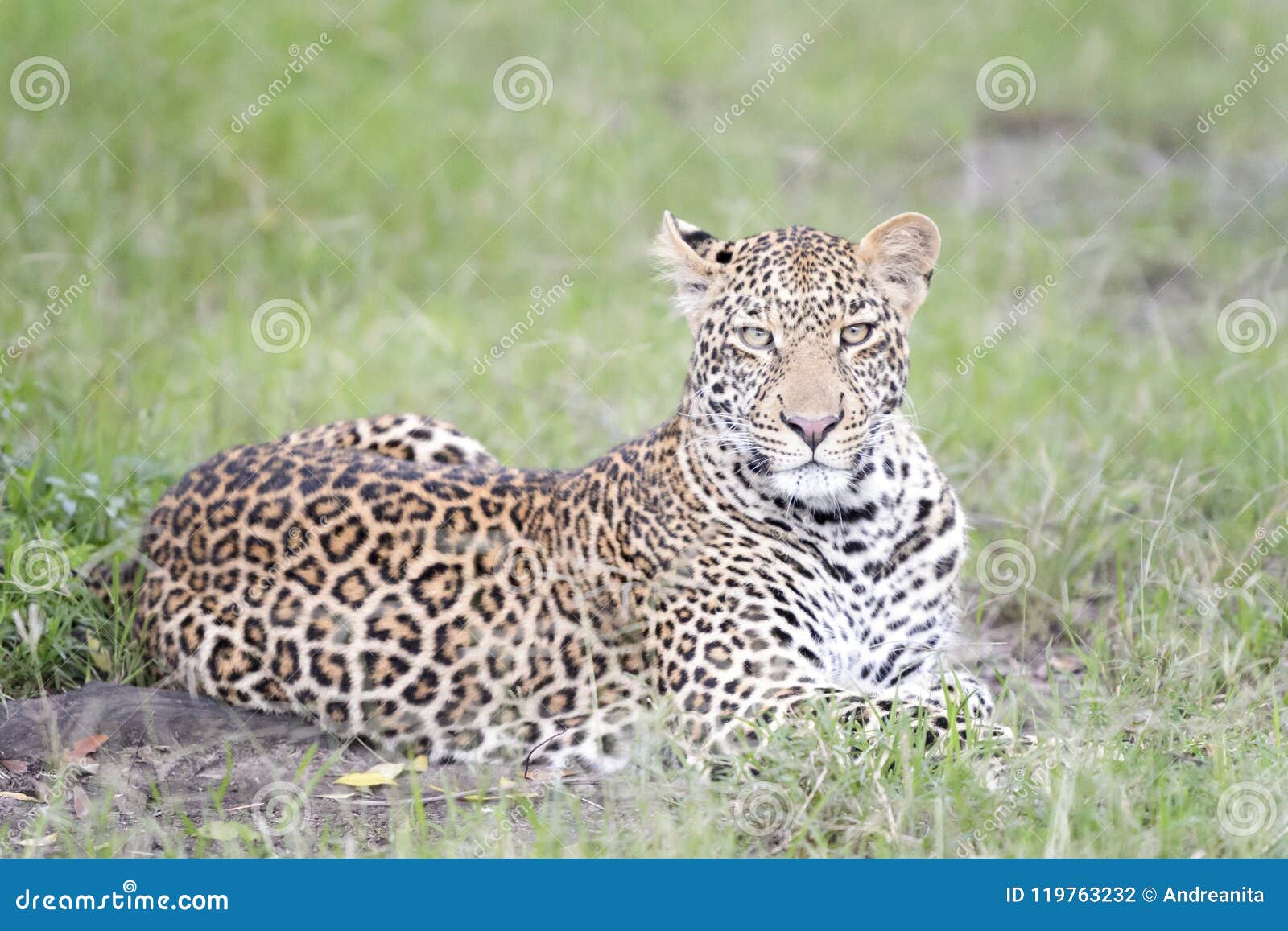 Leopard Looking at Camera while Lying Down Stock Photo - Image of mara ...