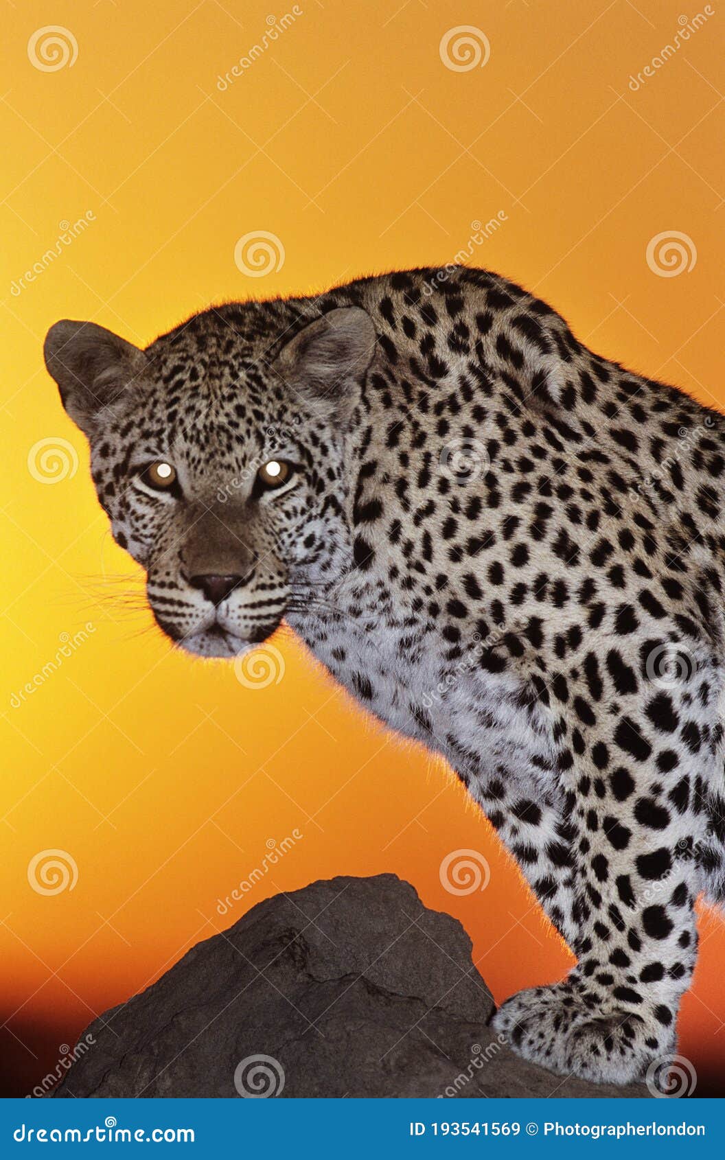 Leopard Looking into Camera during Sunset Stock Image - Image of ...