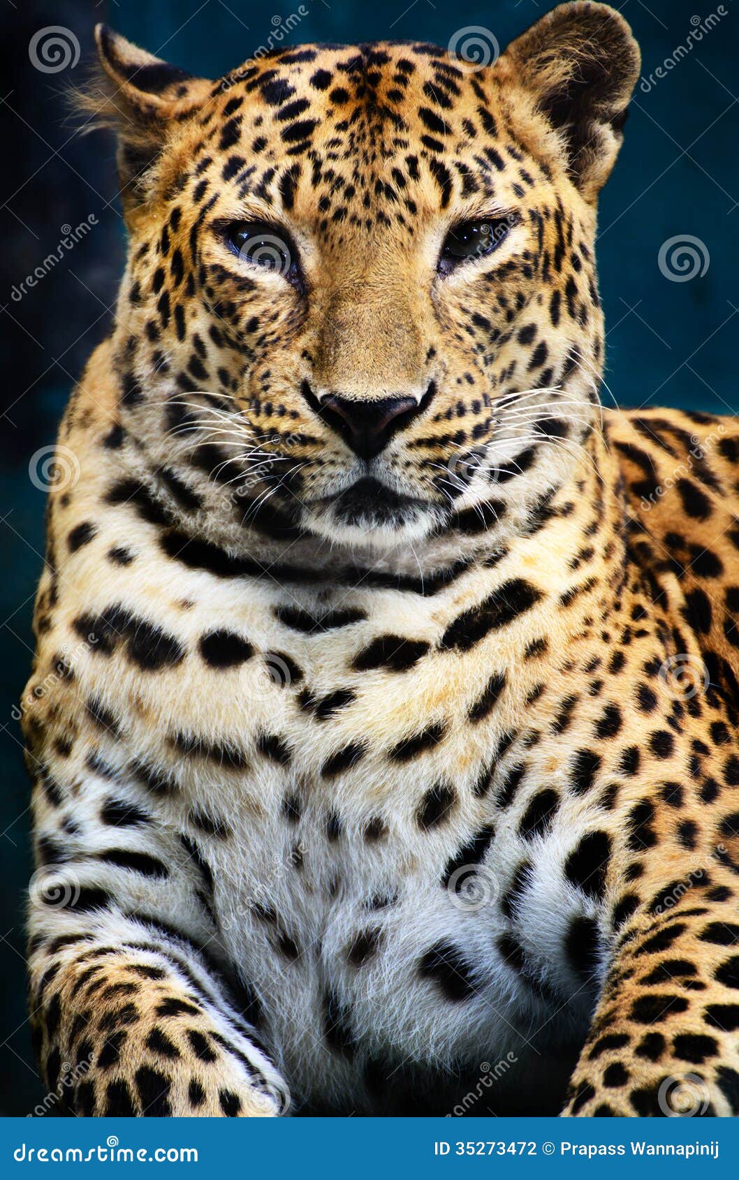 Leopard looking at camera stock photo. Image of wilderness - 35273472