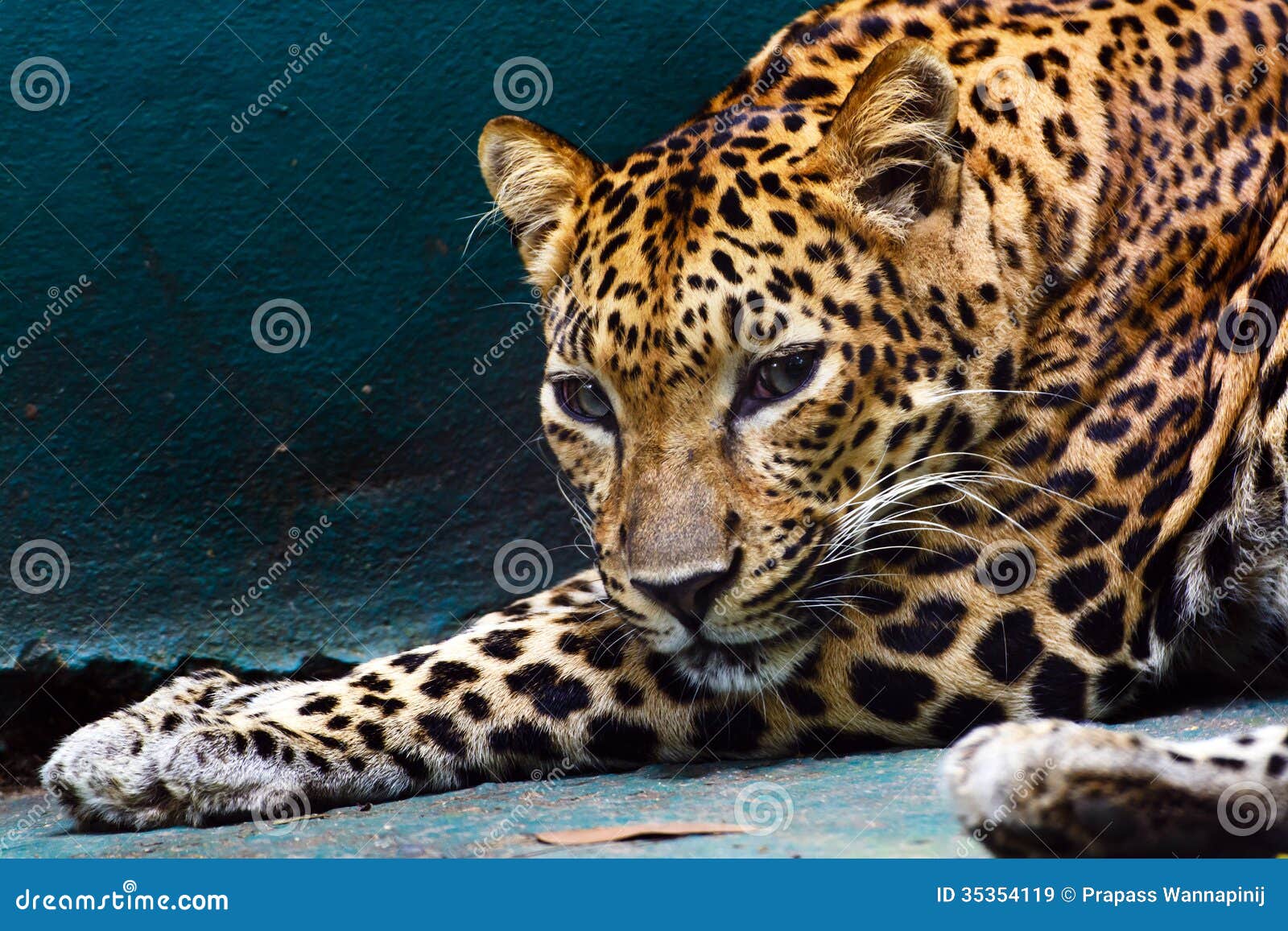Leopard looking at camera stock image. Image of mammal - 35354119