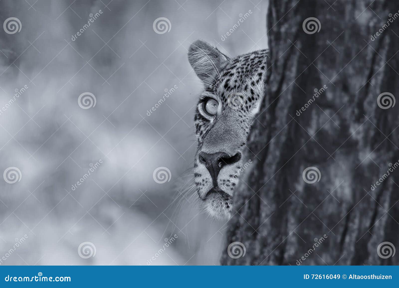 Leopard Looking Carefully from Behind a Tree at Prey in Artistic Stock ...