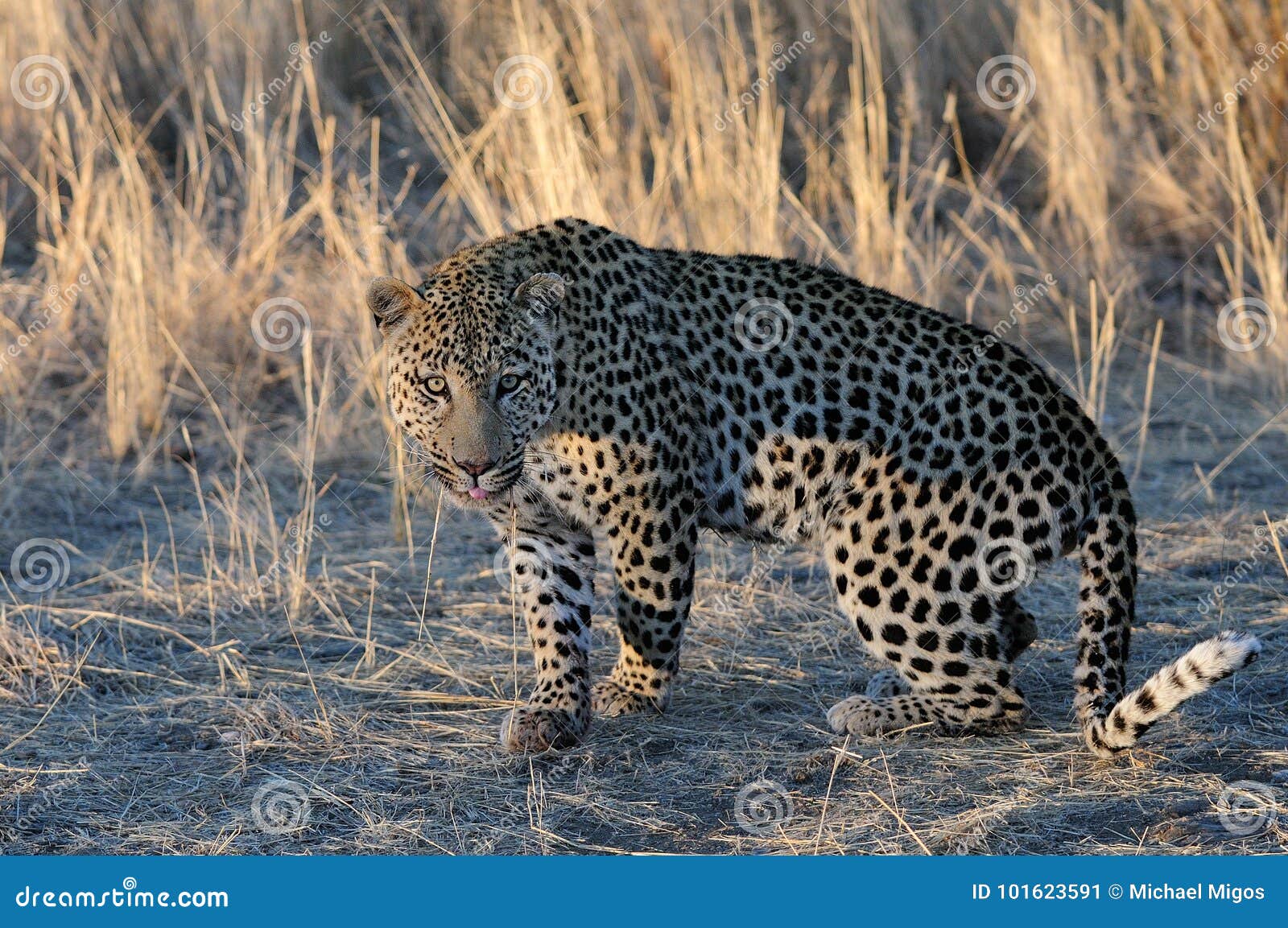 Leopard is Looking for Catch, Namibia Stock Image - Image of kalahari ...