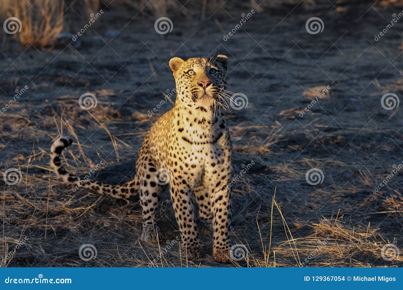 Leopard is Looking for Catch, Namibia Stock Photo - Image of captive ...