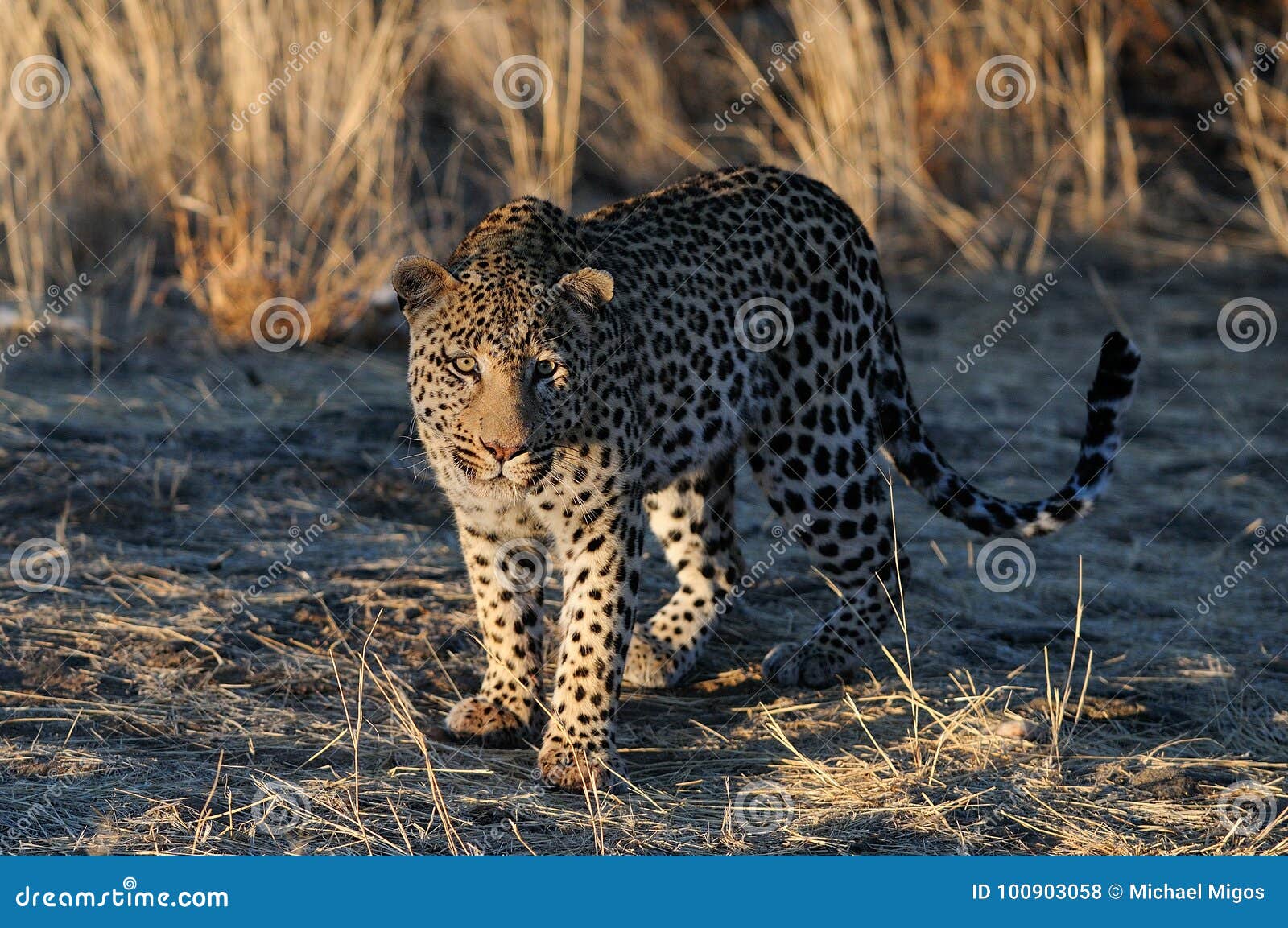 Leopard is Looking for Catch, Namibia Stock Photo - Image of mammal ...