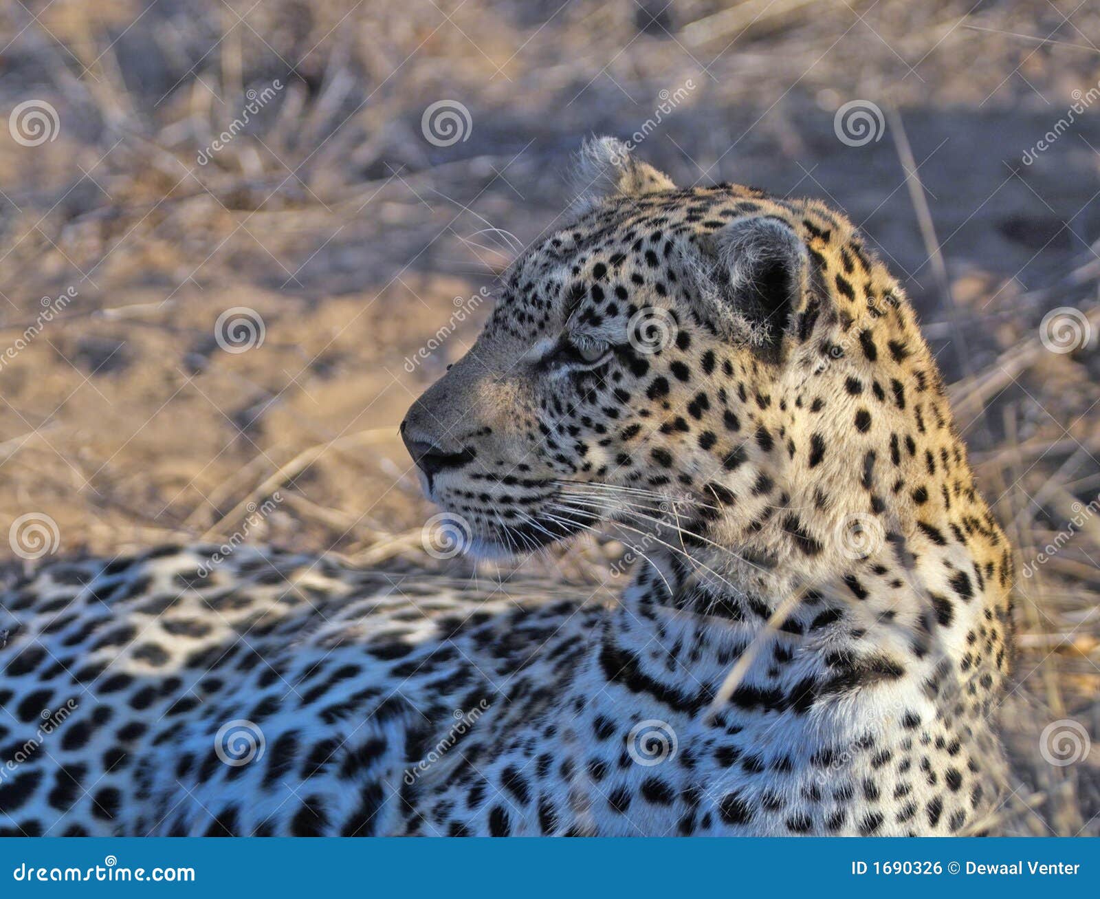 Leopard looking left stock photo. Image of ferocious, power - 1690326