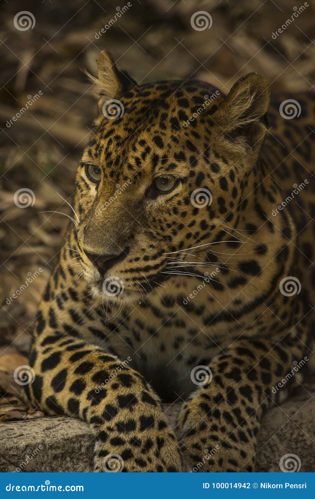 Leopard looking out stock photo. Image of lion, wild - 100014942