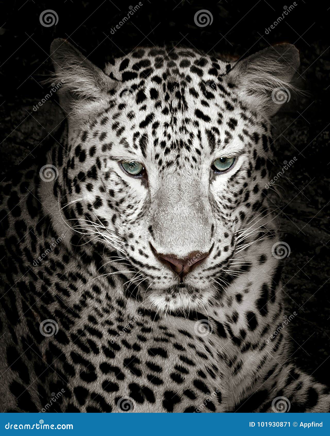 Leopard stock image. Image of mammal, africa, animal - 101930871