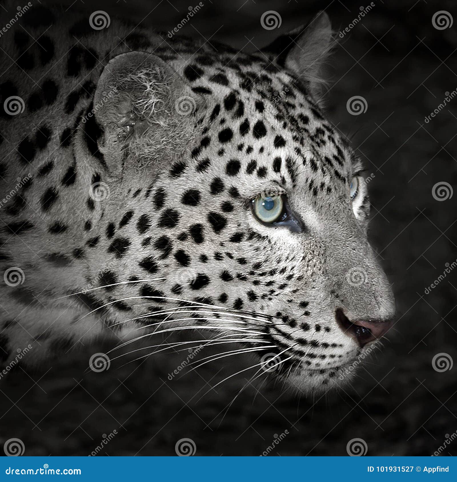 Leopard stock image. Image of predator, carnivore, leopard - 101931527