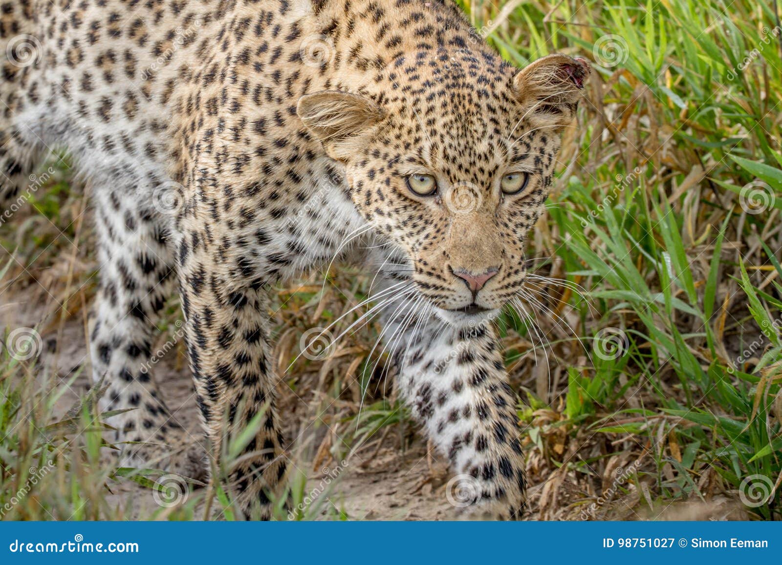 Leopard Looking Up Towards the Camera. Stock Image - Image of game ...