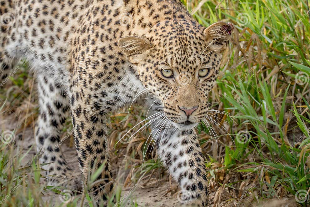 Leopard Looking Up Towards the Camera. Stock Image - Image of game ...
