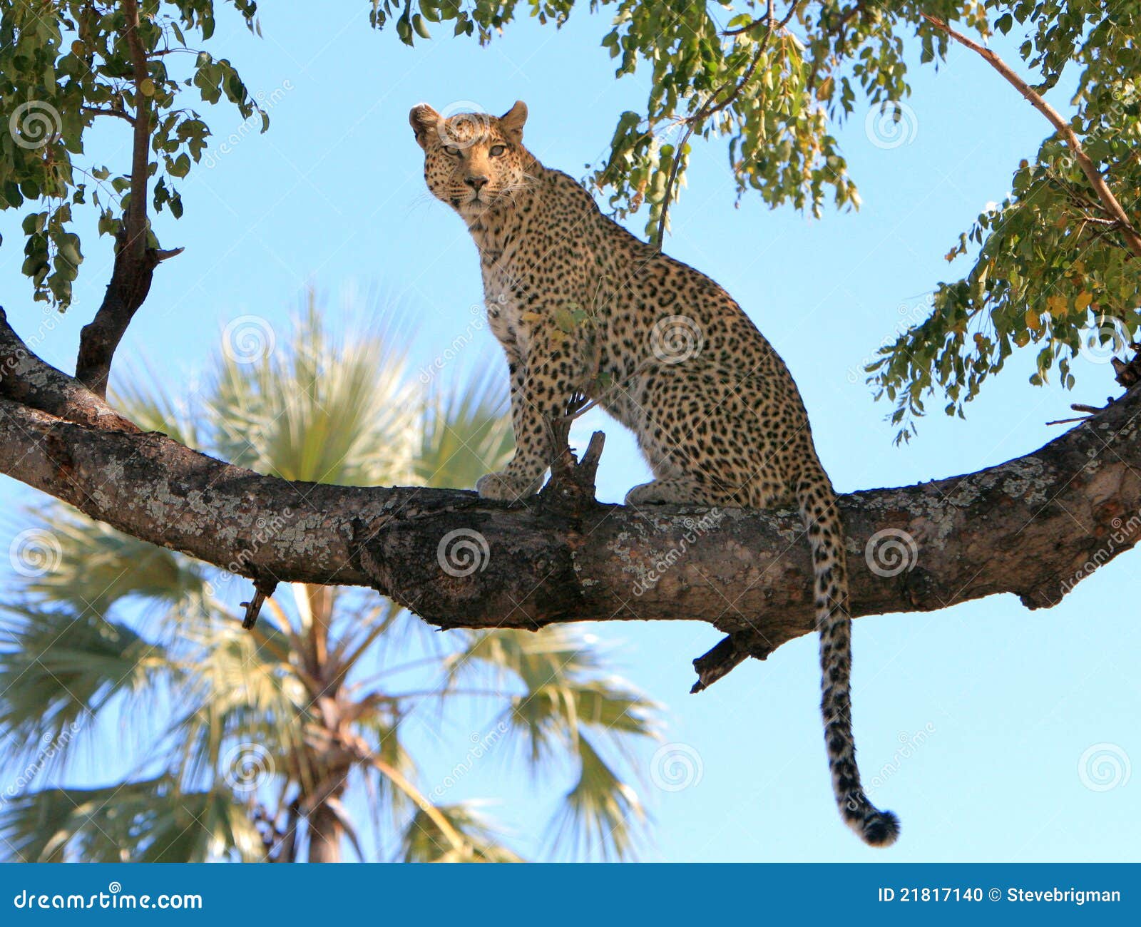 Leopard on the lookout stock photo. Image of mammal, nature - 21817140