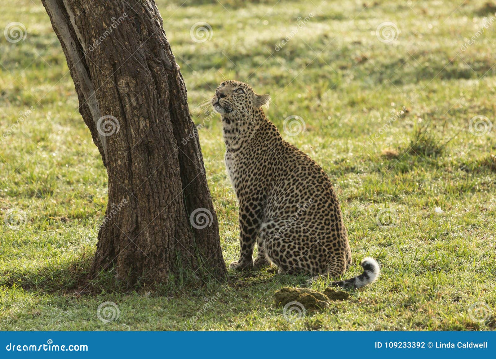 Leopard Sitting Under a Tree Stock Photo - Image of mara, maasai: 109233392