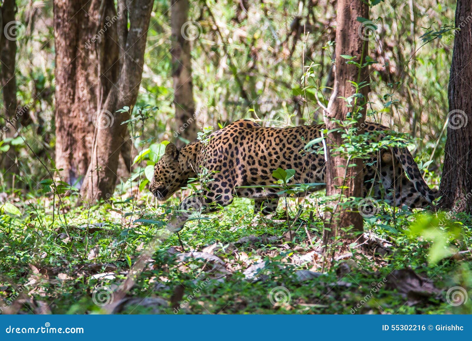 Leopard lurking in forest stock photo. Image of beast - 55302216
