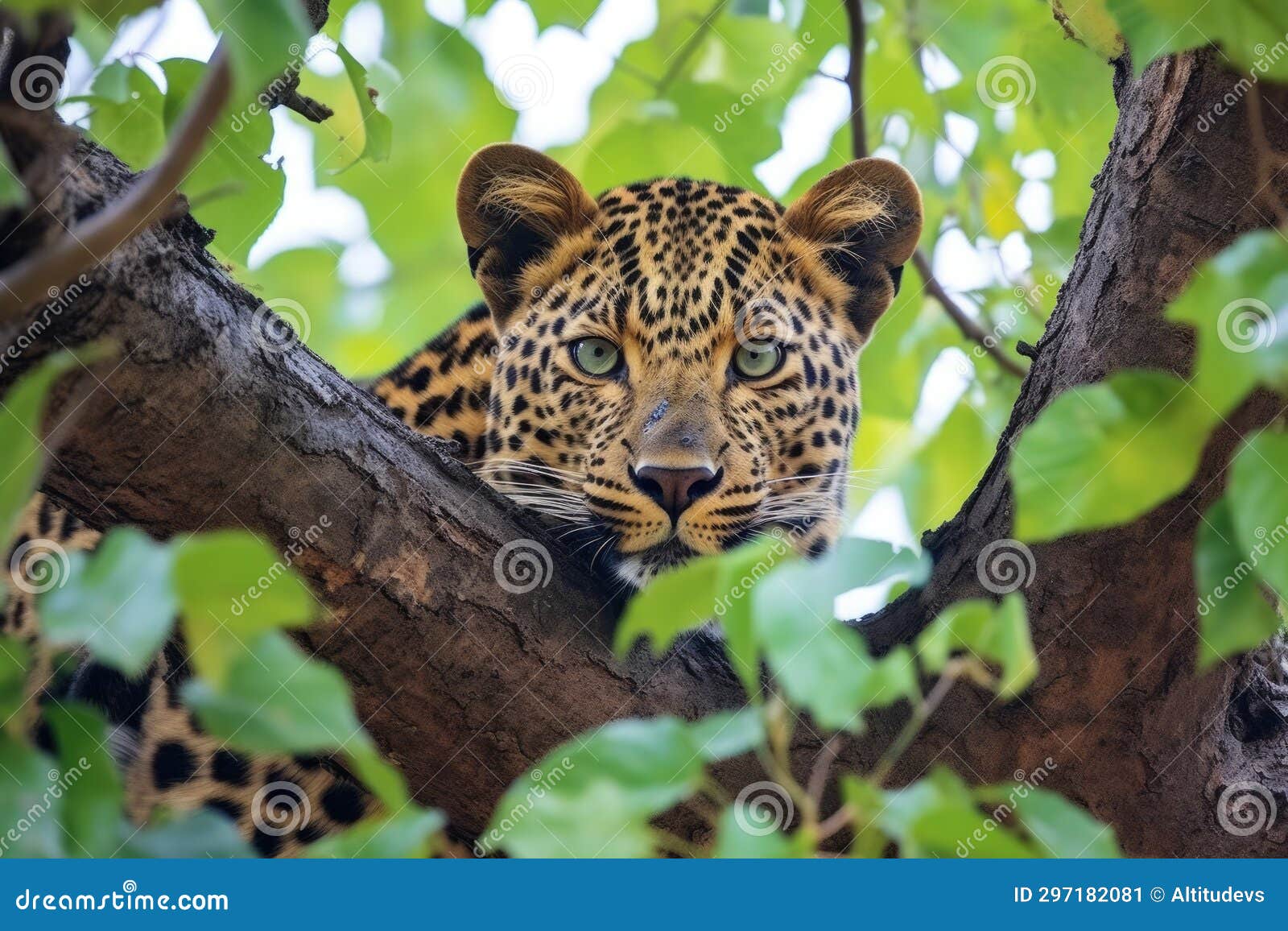 Leopard Lurking in Tree Branches, Eyeing a Boar Stock Image - Image of ...