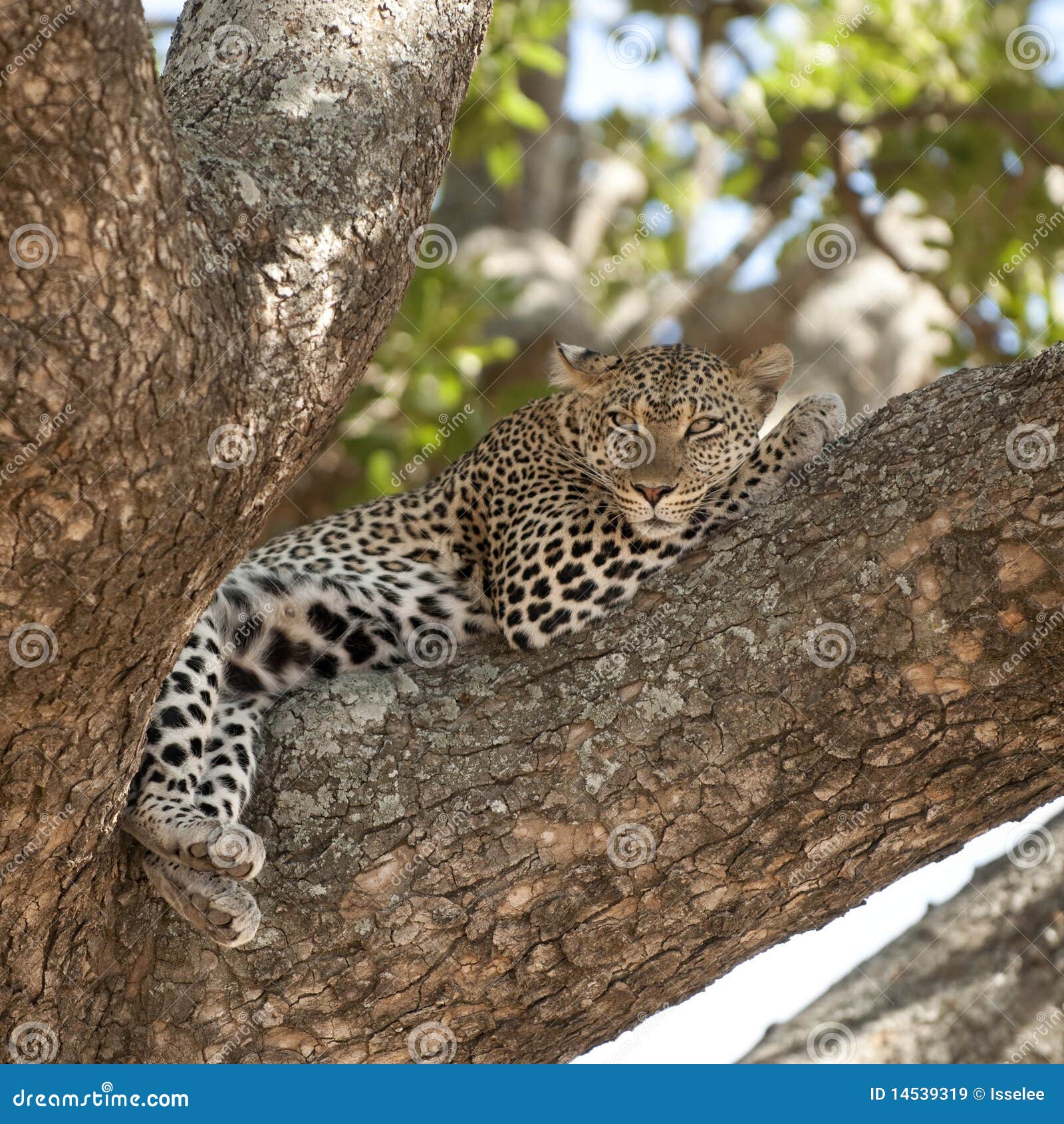 Leopard lying stock image. Image of lying, laying, tanzania - 14539319