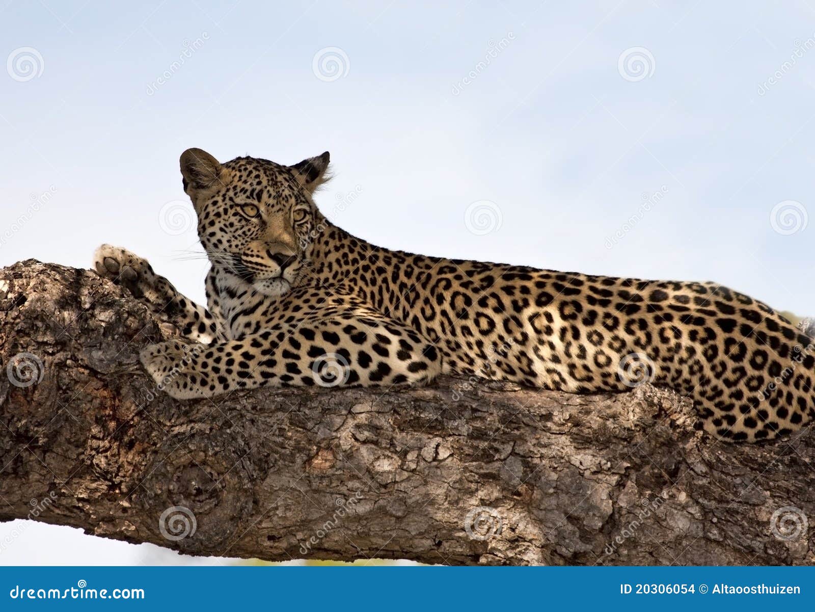Leopard Lying on Brach in Big Tree Shade Stock Photo - Image of game ...