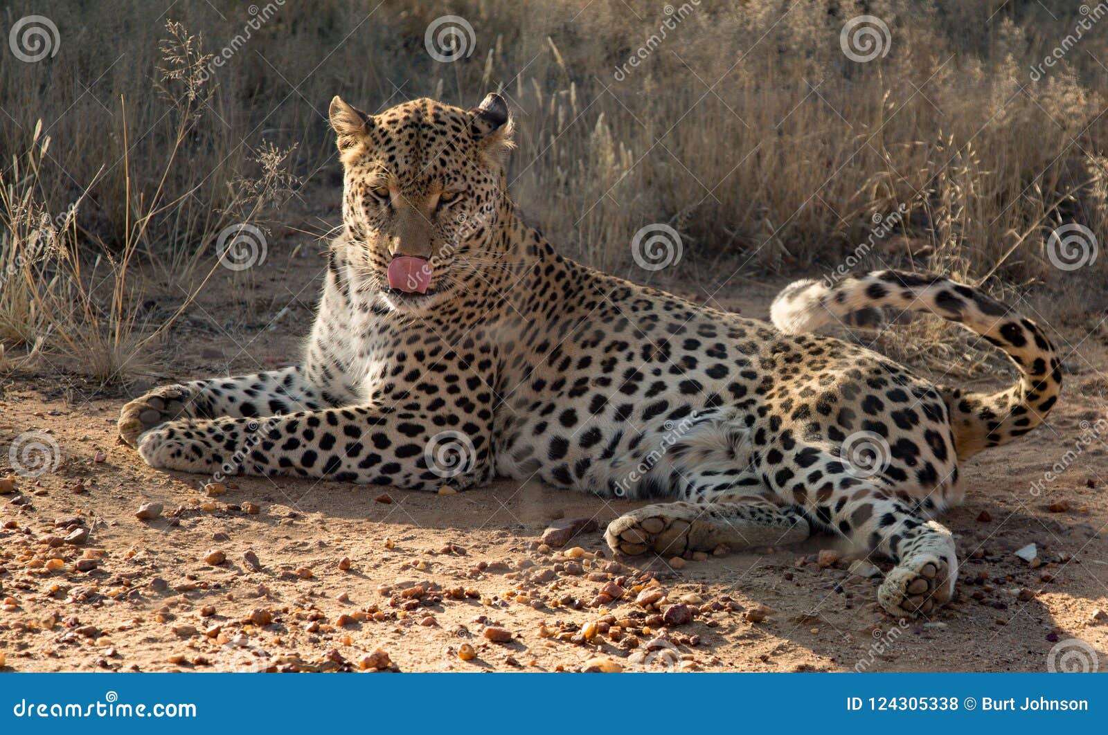Leopard Lying Down in the Dirt Stock Photo - Image of wilderness ...
