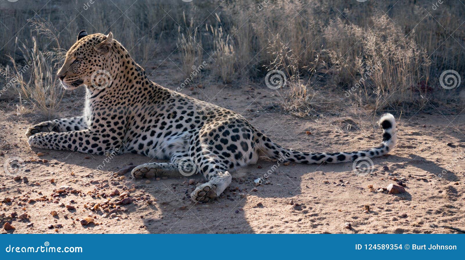 Leopard Lying Down in the Dirt Stock Photo - Image of predator ...
