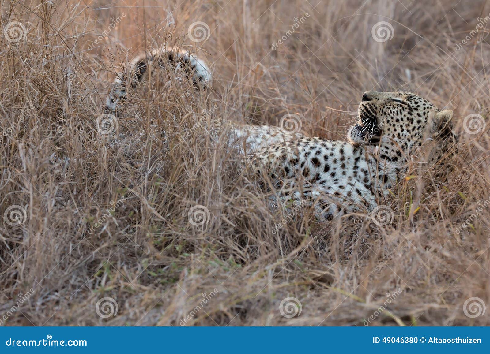 Leopard Lying Down in Long Brown Grass Relaxing before a Hunt Stock ...