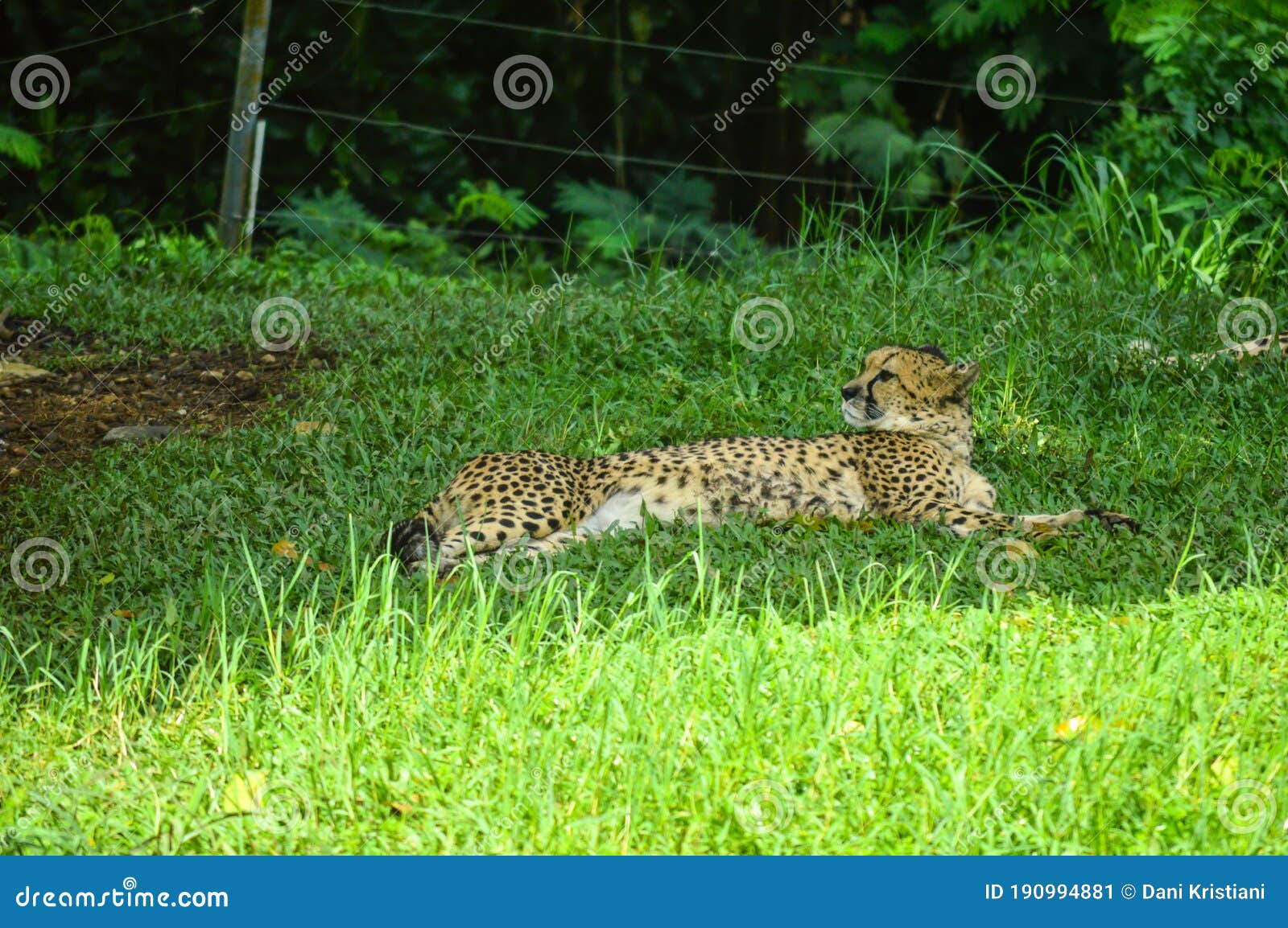 Leopard Lying Down On The Meadow Stock Image Image Of Forest Ecosystem 190994881