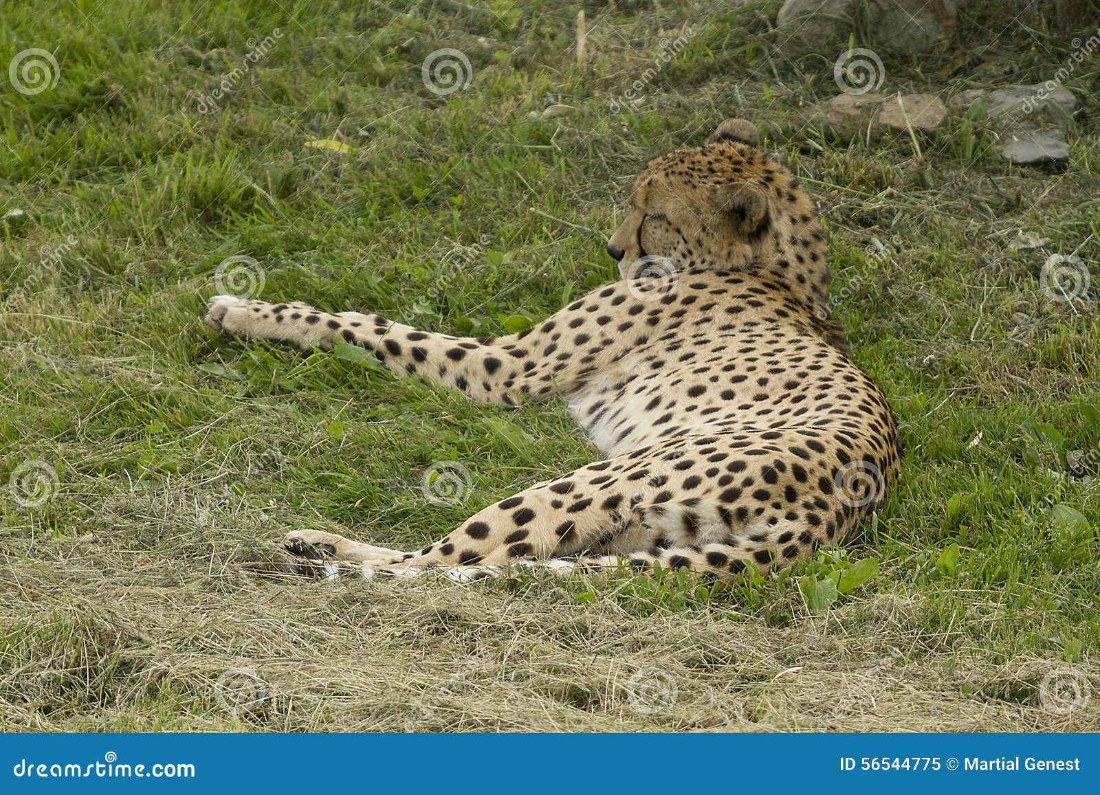 Leopard stock image. Image of fast, animal, grass, resting - 56544775