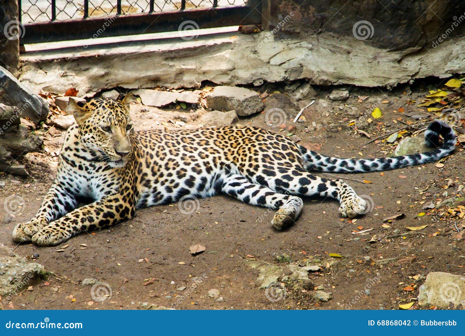 Leopard Lying on the Ground ,Thailand Stock Photo - Image of danger ...