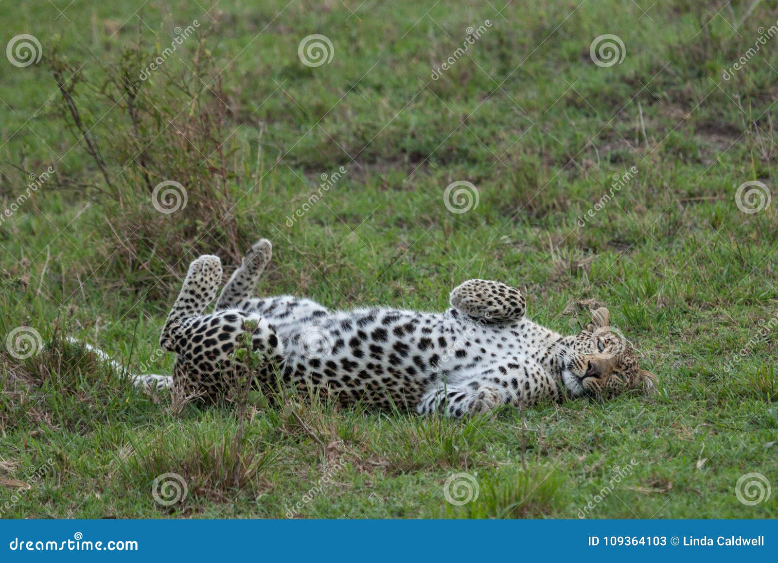 A leopard on its back stock image. Image of grasslands - 109364103