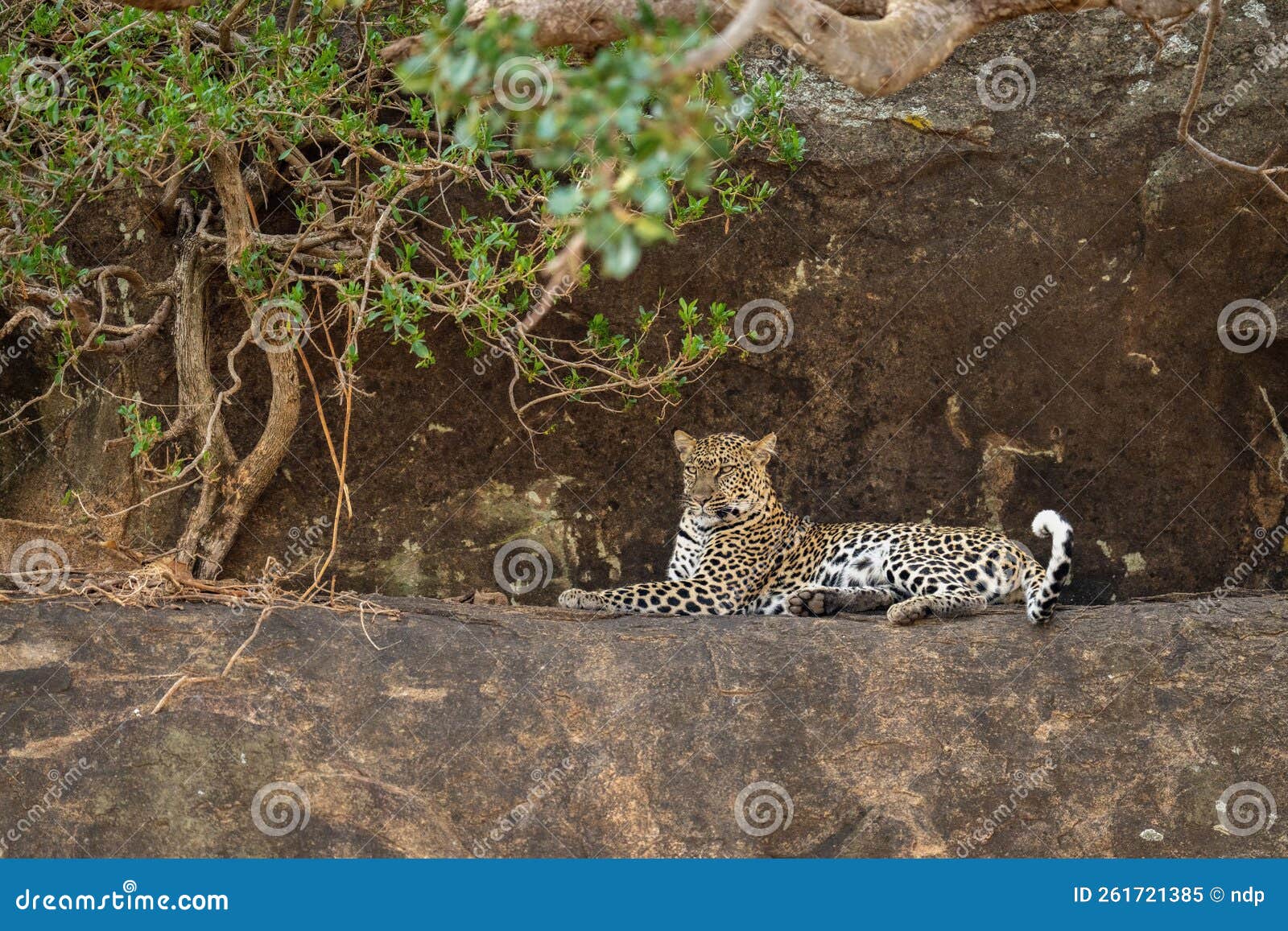 Leopard Lying on Ledge beside Tangled Bush Stock Image - Image of ...