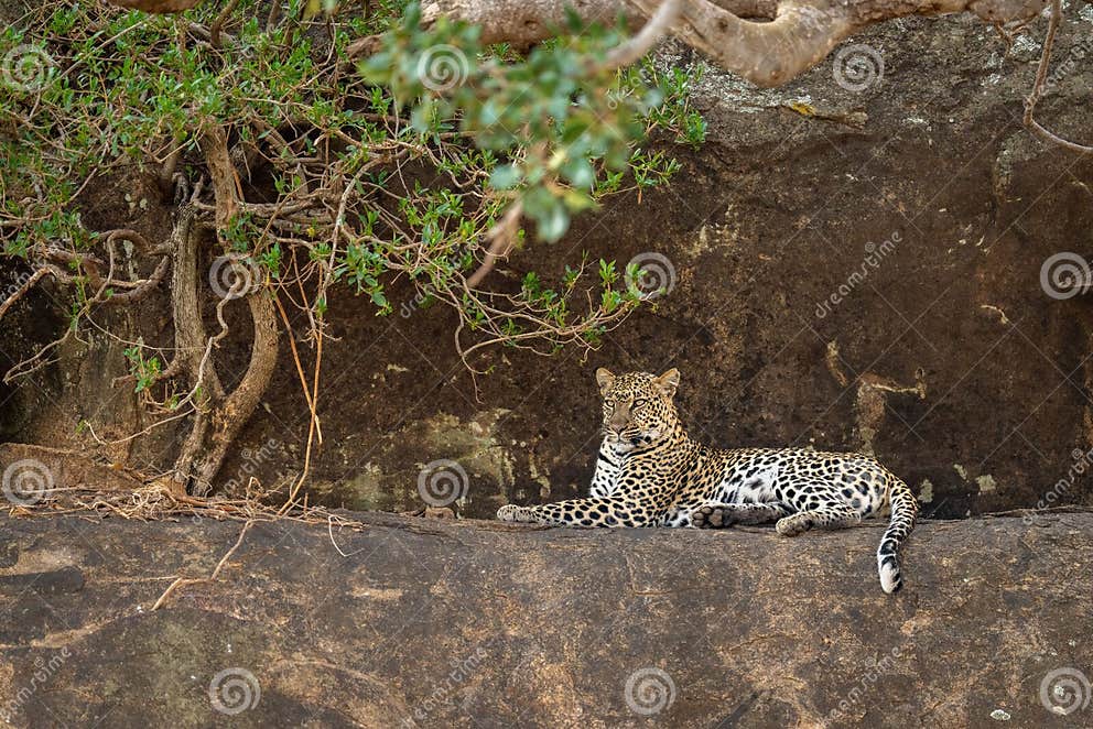 Leopard Lying on Ledge Under Tangled Branches Stock Photo - Image of ...