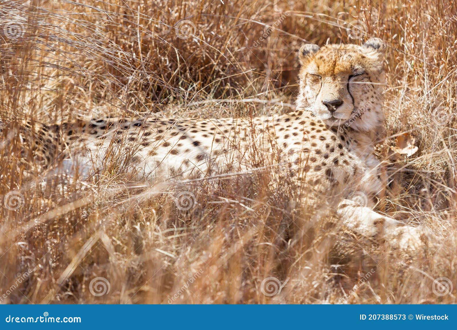Leopard Lying and Resting in a Field Seen through Dry Grass Stock Image ...